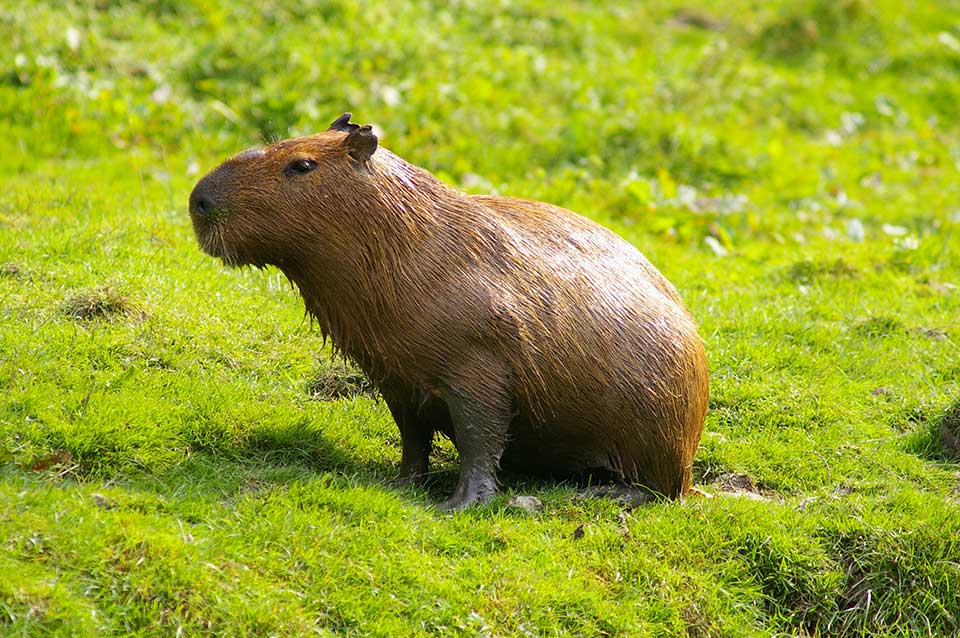 Capybara - Cerza