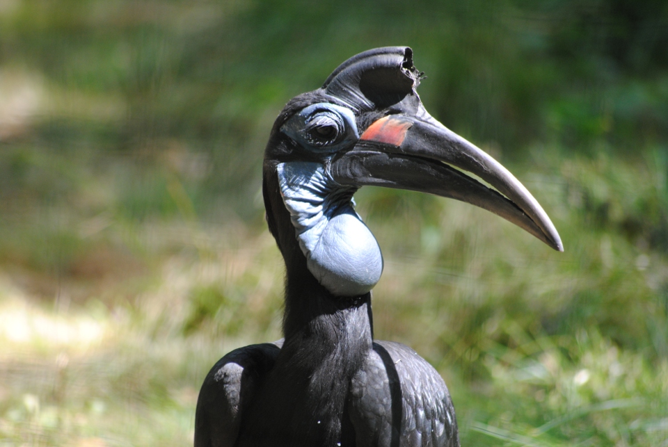Calao terrestre - Cerza