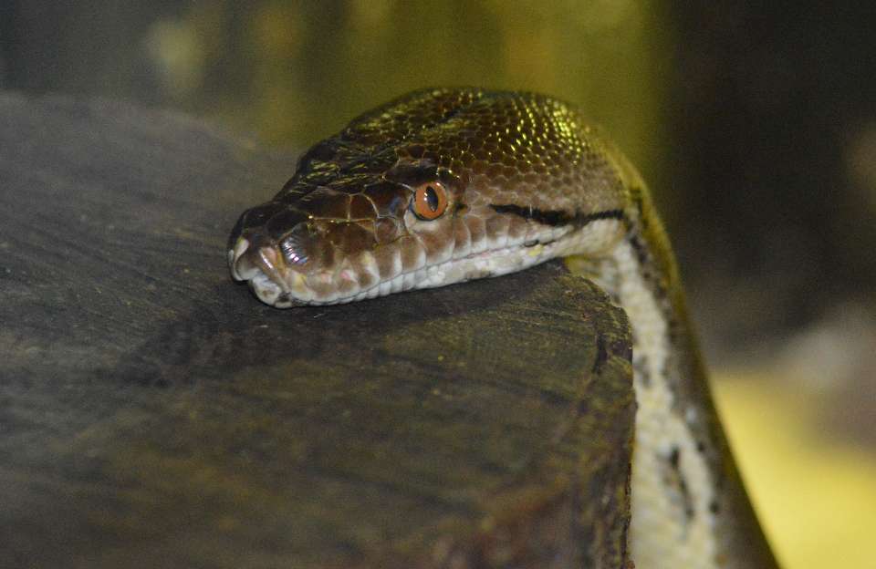 Python réticulé - Cerza